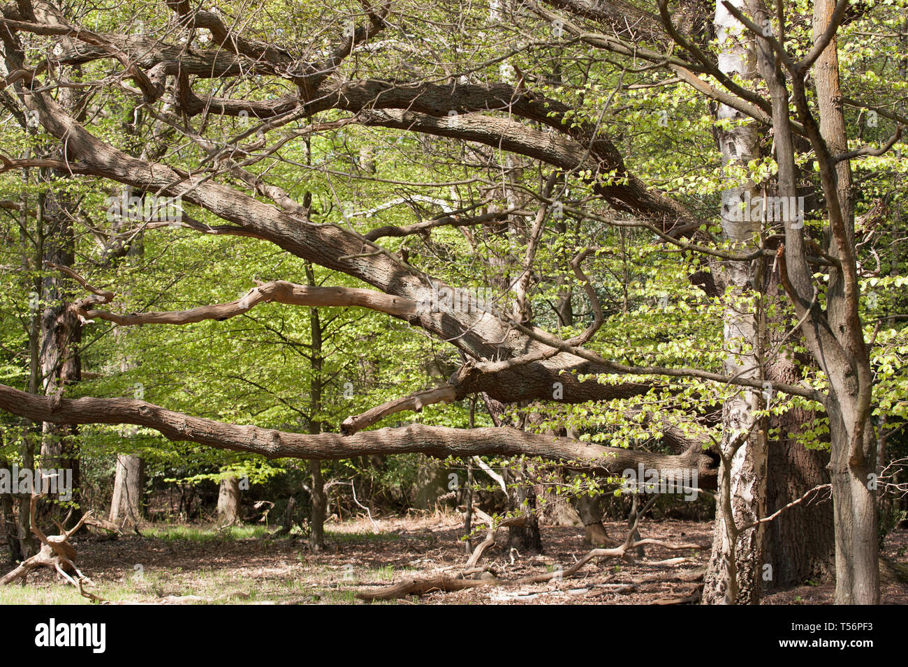 Epping Forest in spring Stock Photo - Alamy