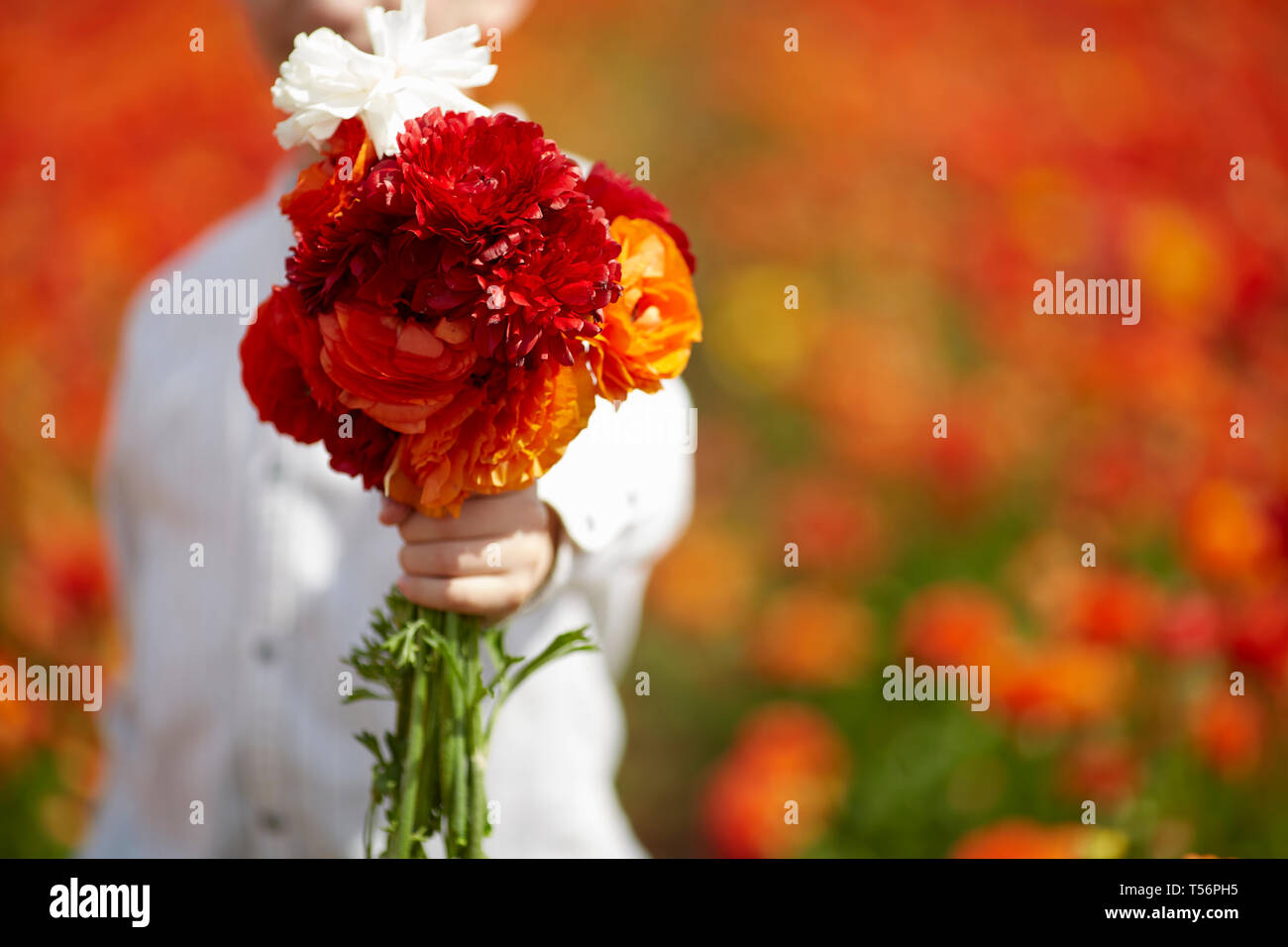 Child giving flowers. Little kid boy holding bouquet of fields flowers ...