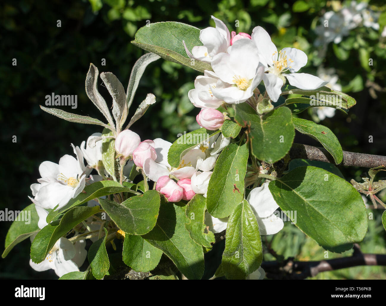 Dwarf crab apple tree hi-res stock photography and images - Alamy