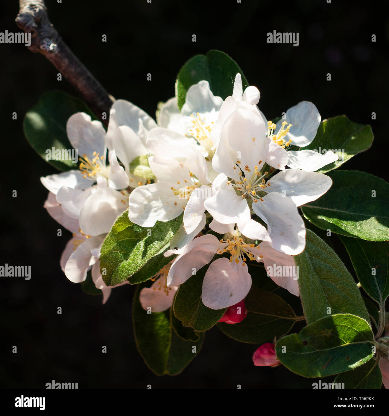 Beautiful Crabapple Blossom on a Crab Apple Tree in a Garden in Alsager ...