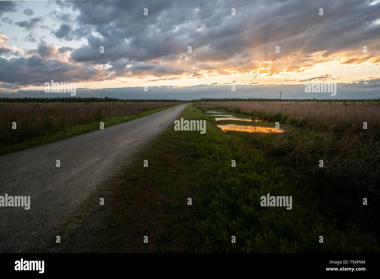 Swampy road hi-res stock photography and images - Alamy