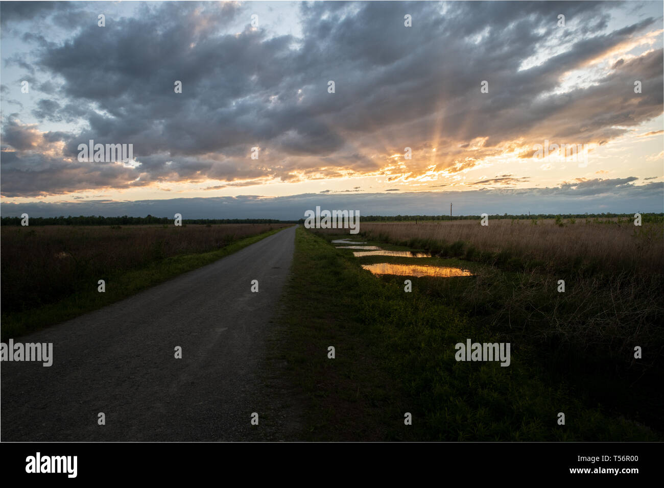 Swampy road hi-res stock photography and images - Alamy