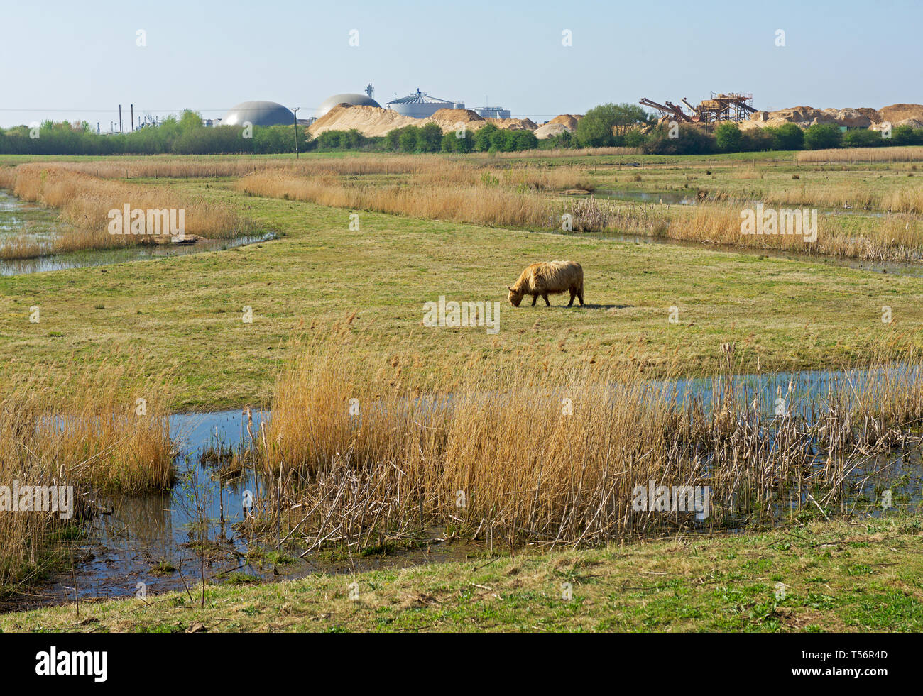 North Cave Wetlands nature reserve, East Yorkshire, England UK Stock ...