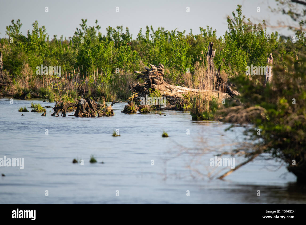 Great dismal swamp mangrove hi-res stock photography and images - Alamy