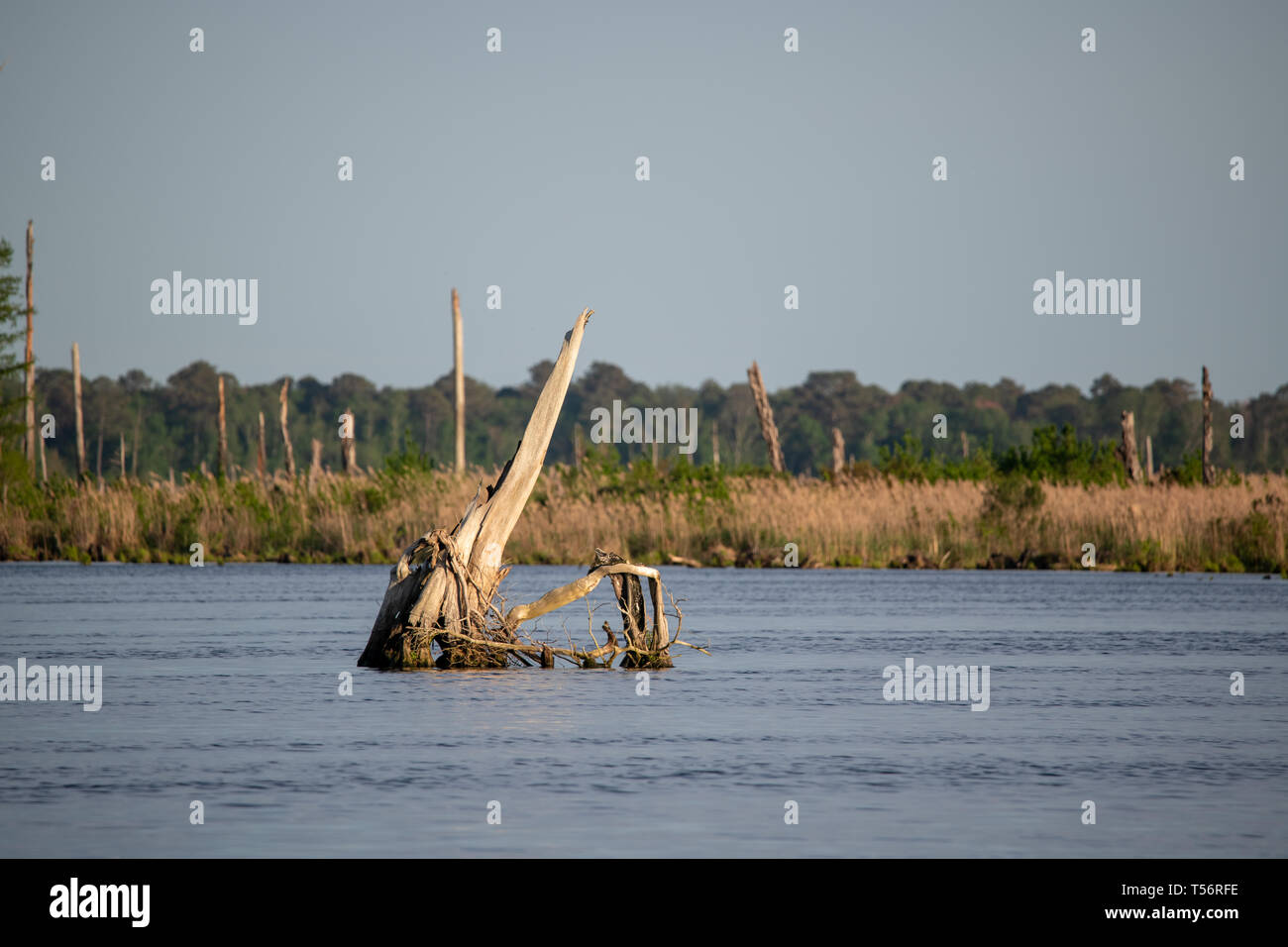 Great dismal swamp mangrove hi-res stock photography and images - Alamy