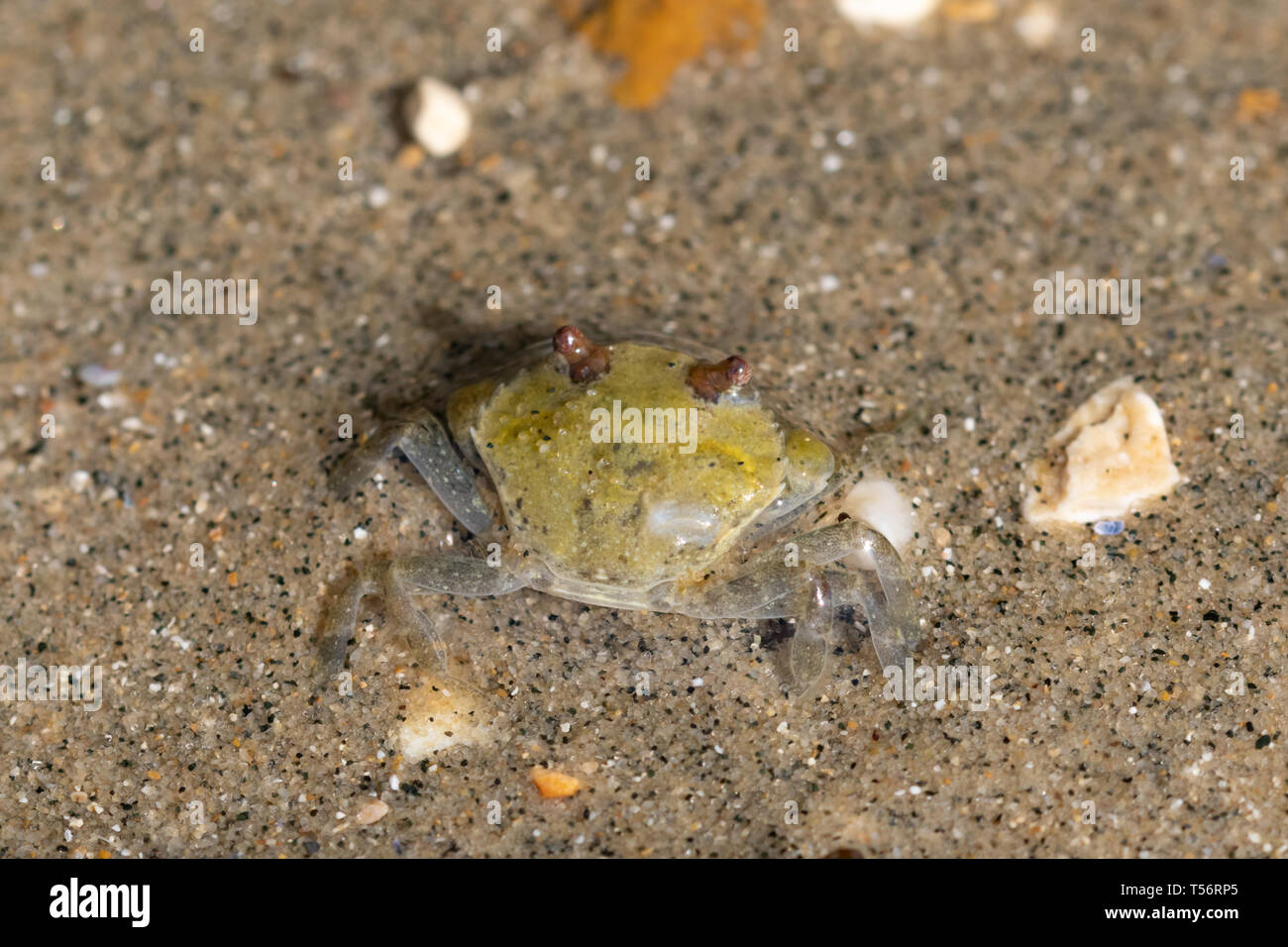 The common beach crab carcinus maenas hi-res stock photography and ...