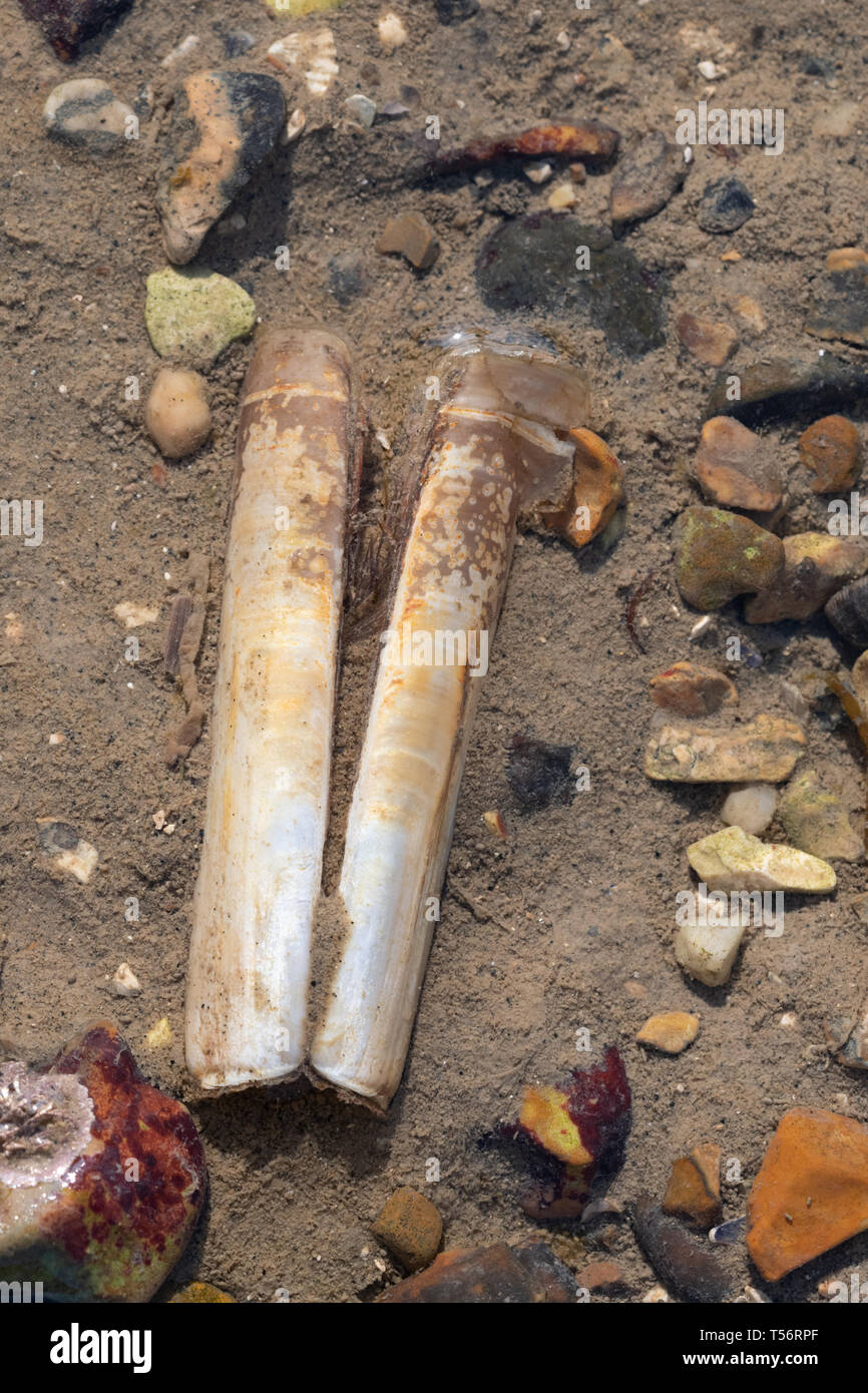 Shell uk hi-res stock photography and images - Alamy