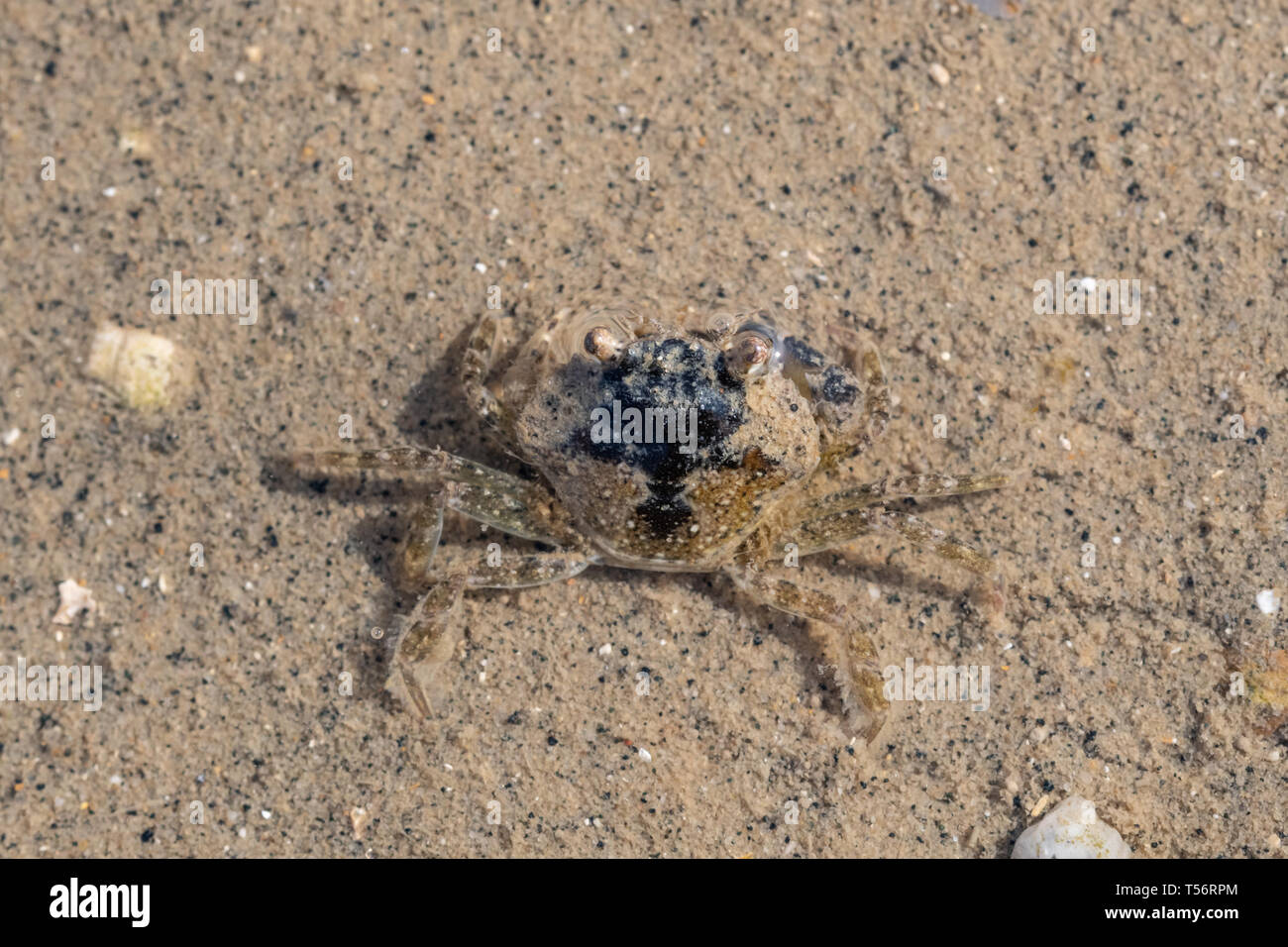 Shore crab (Carcinus maenas) in shallow sea water at low tide, Hill ...