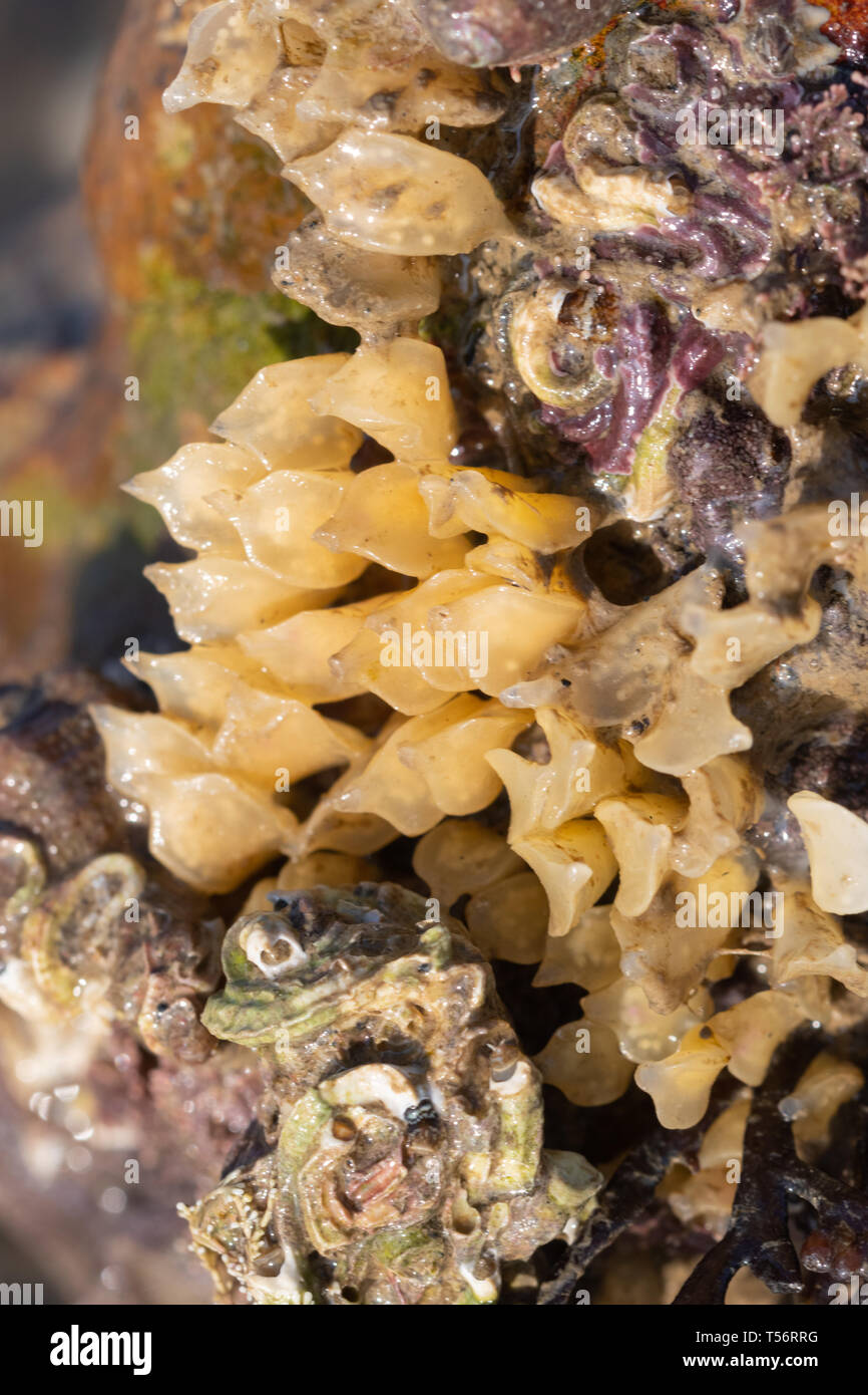 Dog whelk eggs (dogwhelk eggs), Nucella lapillus, on a rock in shallow ...