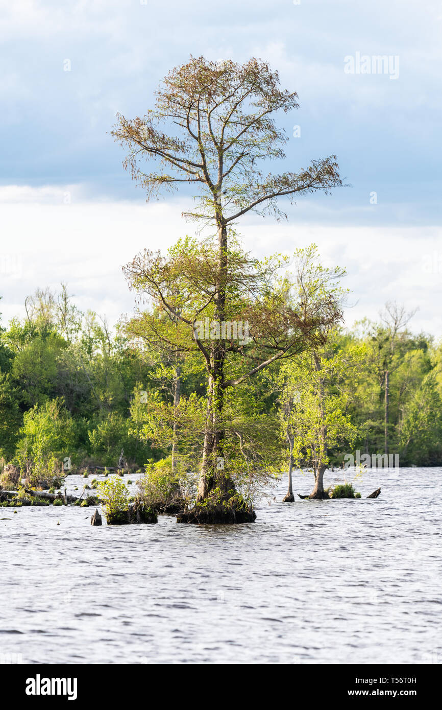 Great dismal swamp wildlife refuge hi-res stock photography and images ...