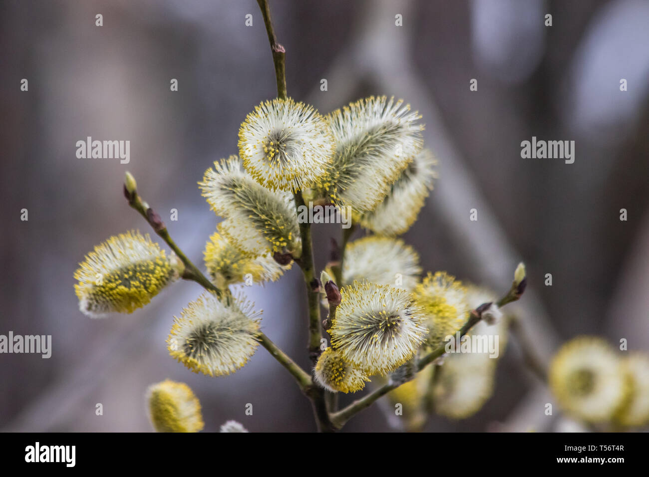 Blossoming willow branch. Spring bush. Easter willow branch Stock Photo ...