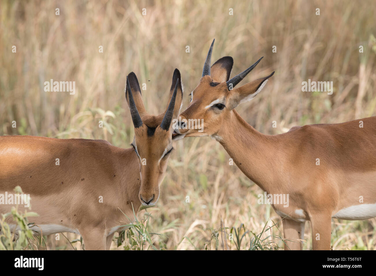 Impala greeting hi-res stock photography and images - Alamy