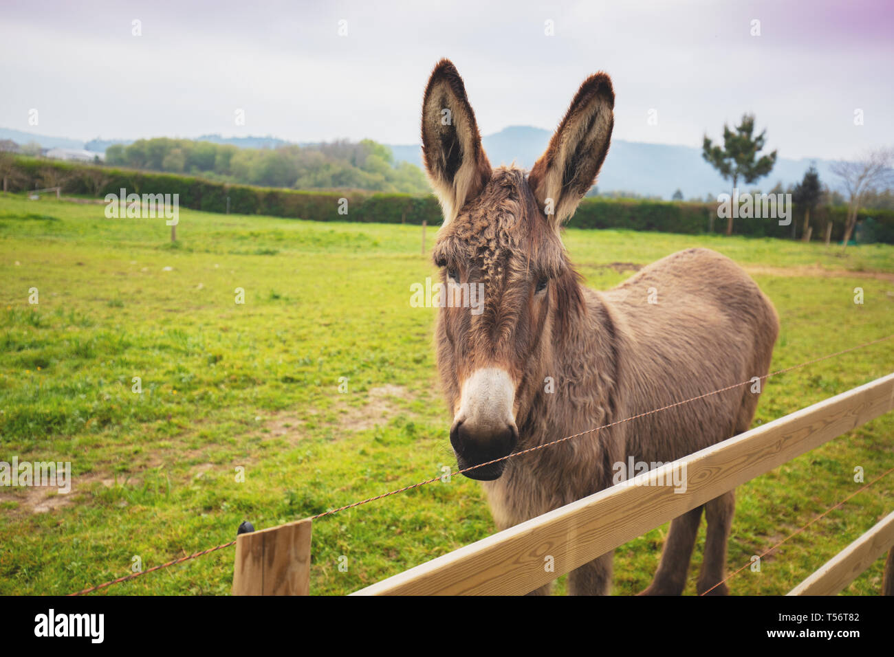 Mule portrait countryside hi-res stock photography and images - Alamy