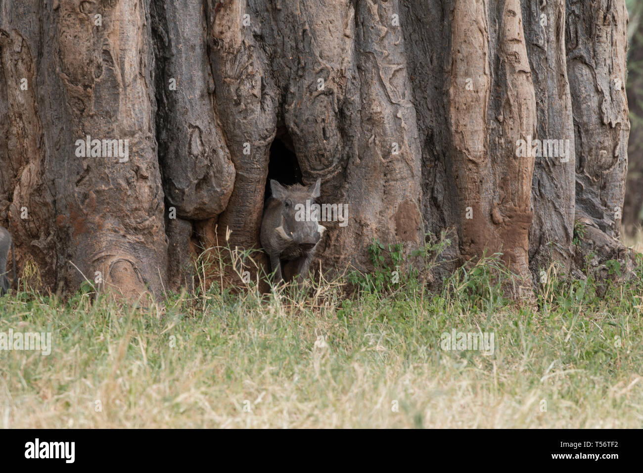 Warthog den baobab tree hi-res stock photography and images - Alamy