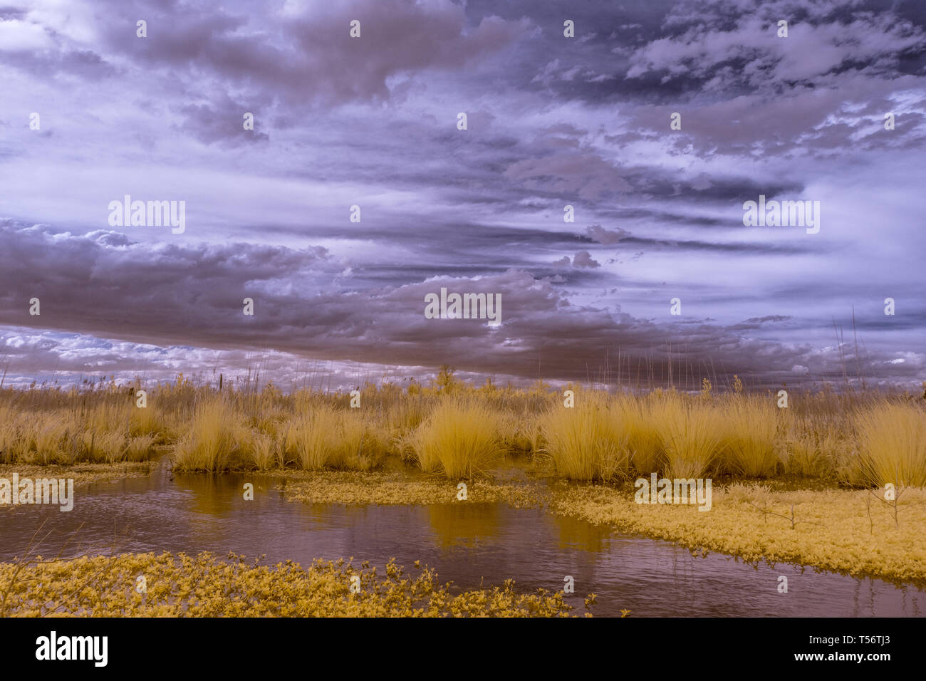 The Great Dismal Swamp in Virginia with a dramatic surreal sky ...