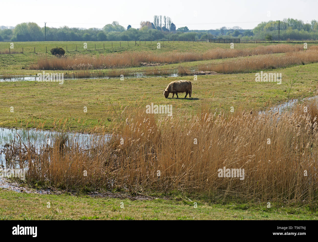 North Cave Wetlands nature reserve, East Yorkshire, England UK Stock ...