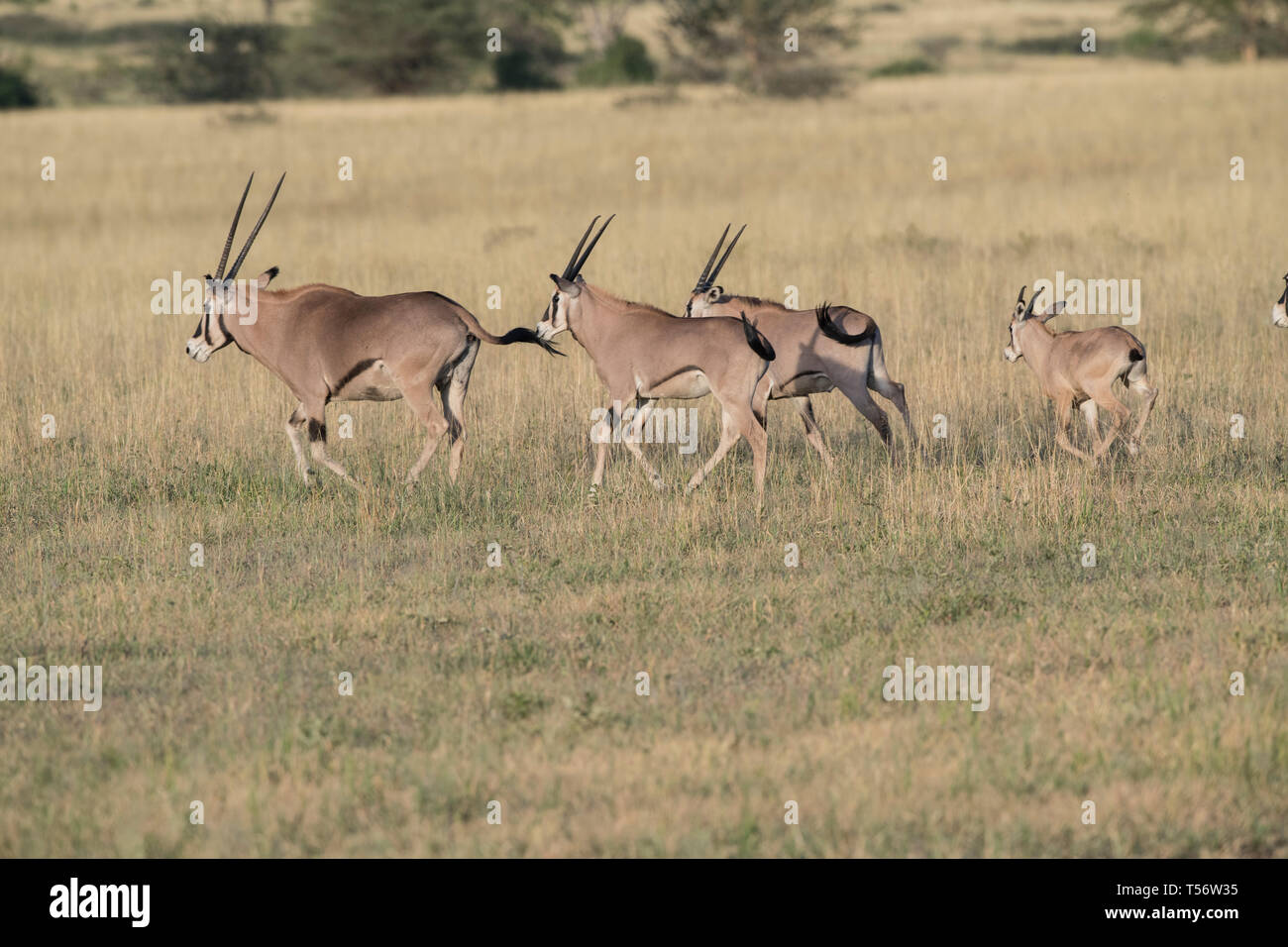 Gemsbok national park hi-res stock photography and images - Alamy
