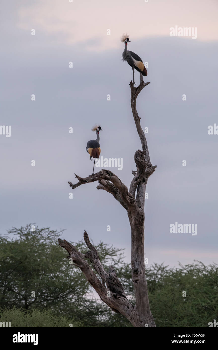 Crowned crane in tree hi-res stock photography and images - Alamy