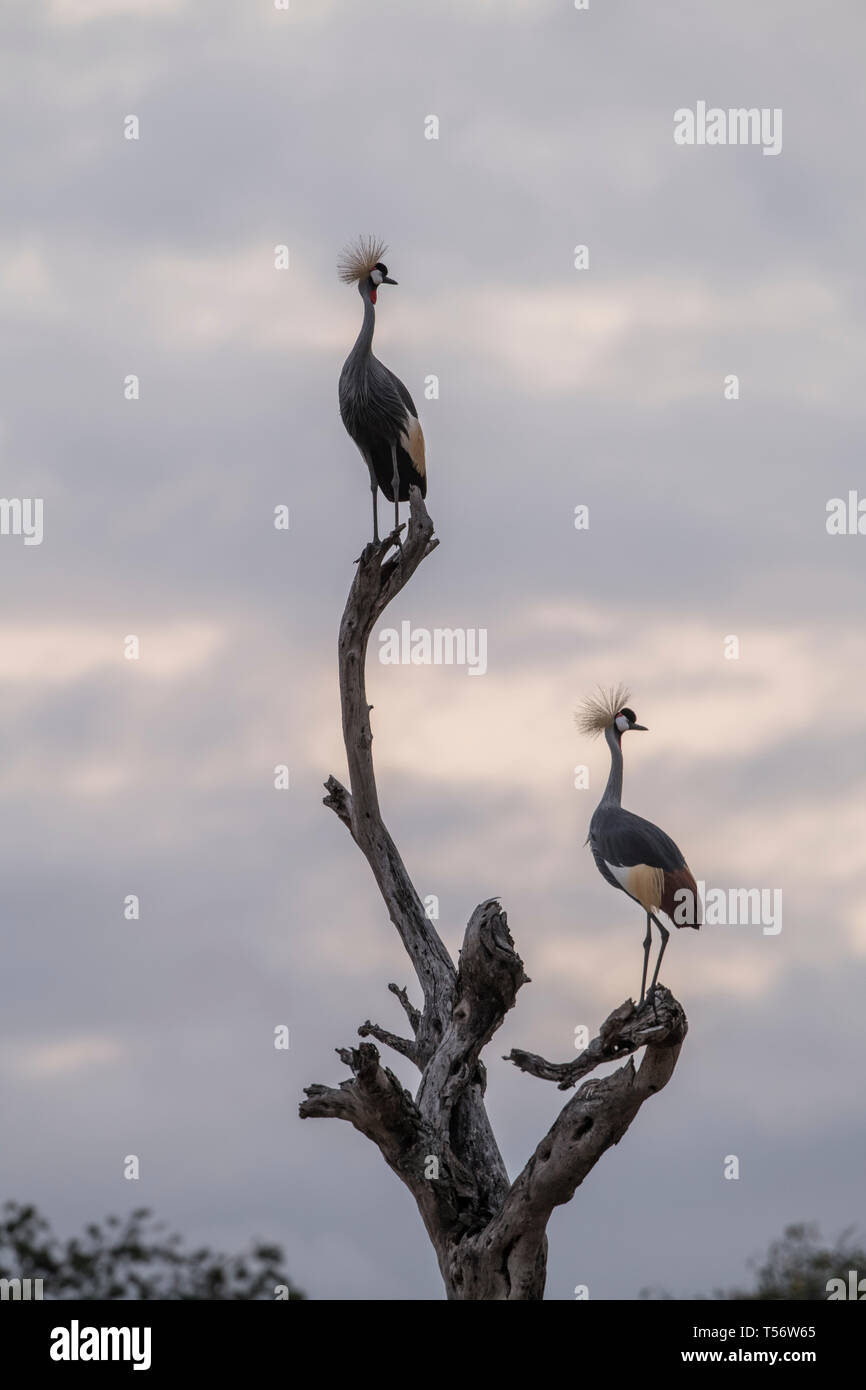 Grey crowned cranes in tree hi-res stock photography and images - Alamy