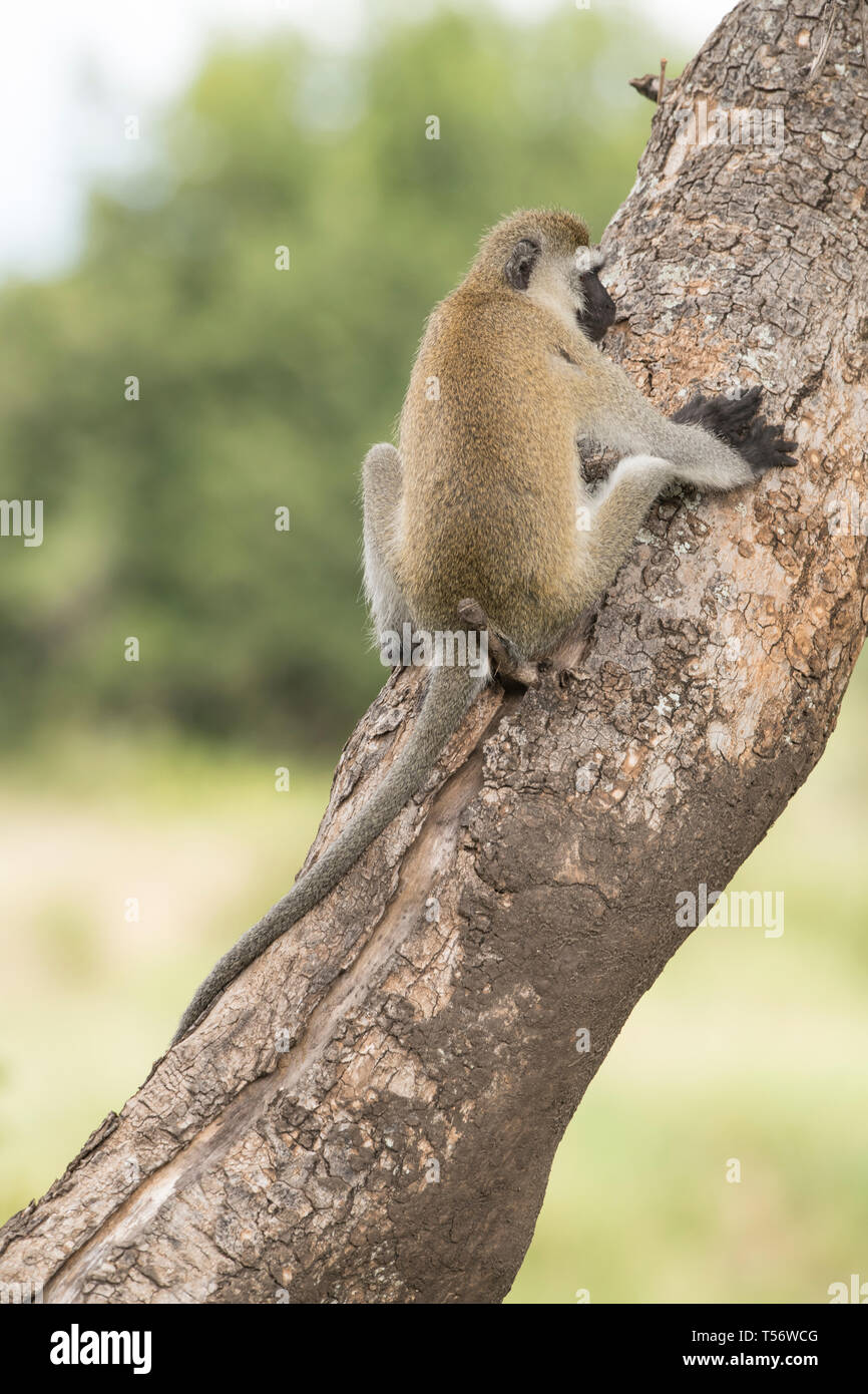 Vervet monkey sitting in a tree Stock Photo - Alamy