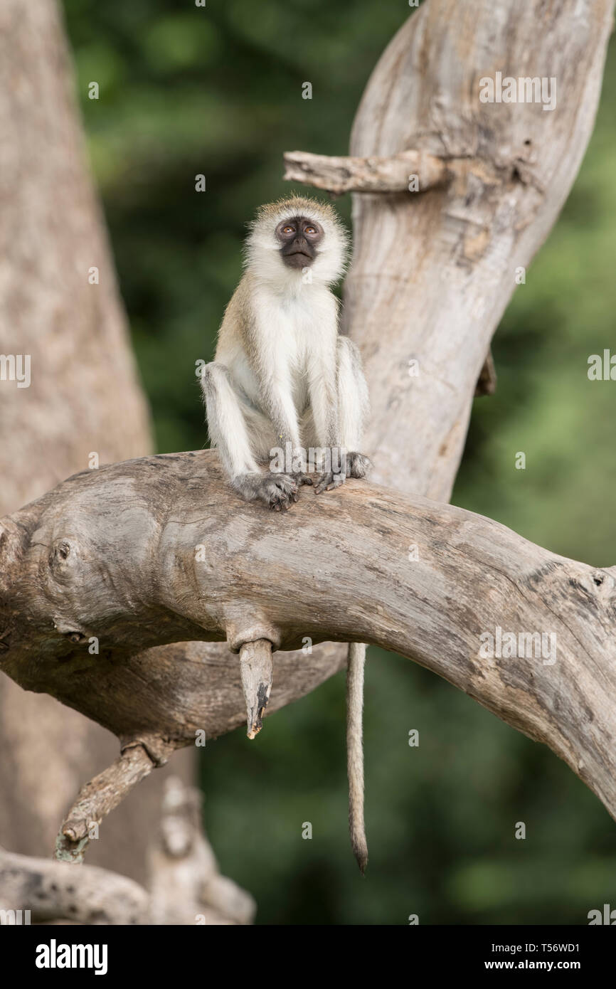 Monkey monkey sitting in tree hi-res stock photography and images - Alamy