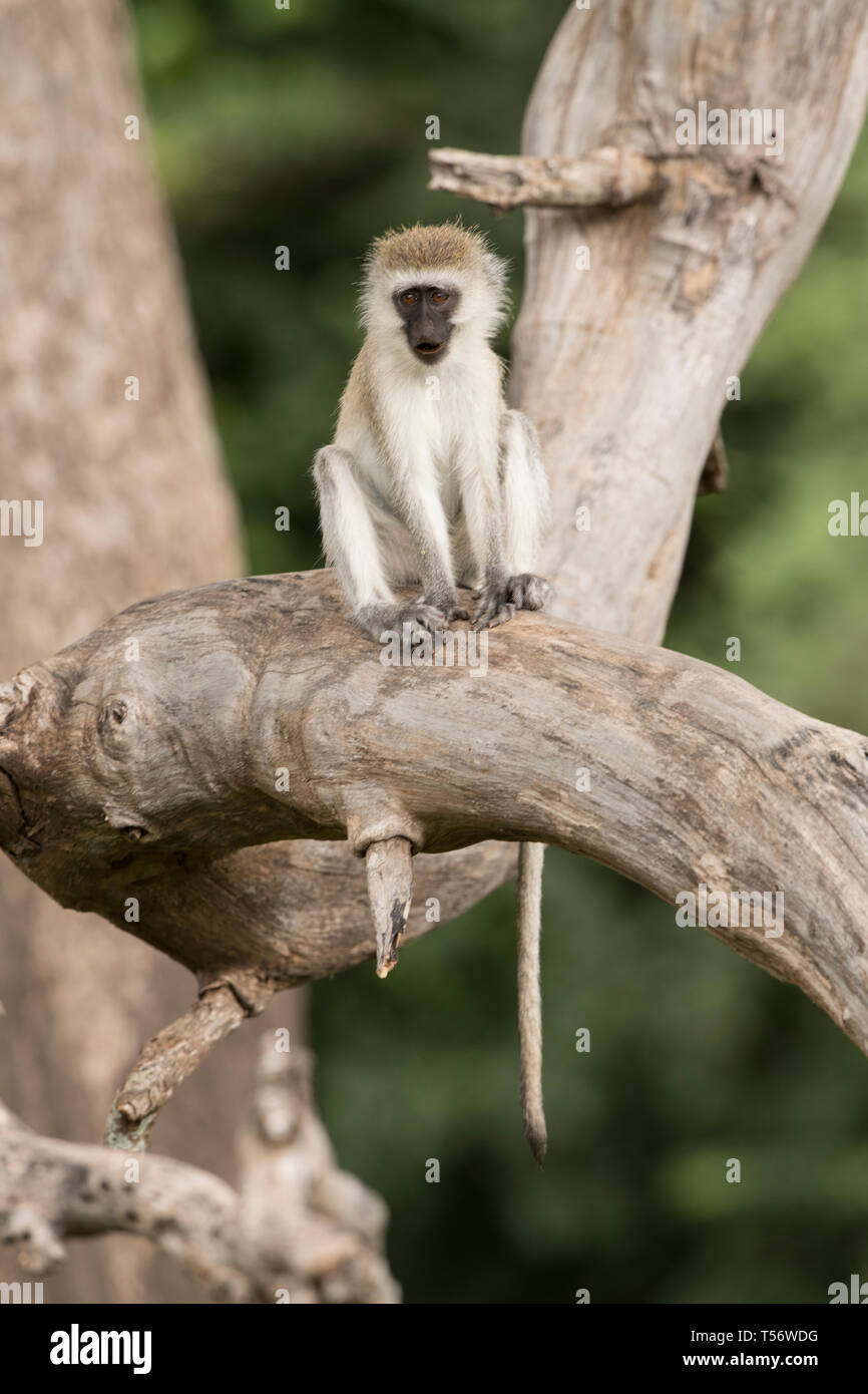 Vervet monkey sitting in a tree Stock Photo - Alamy