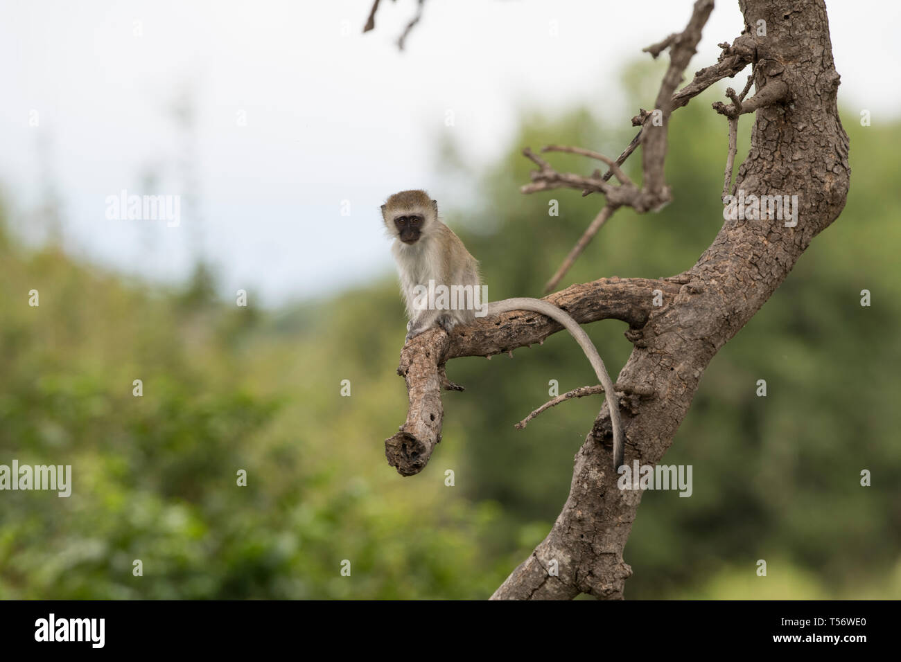 Wild monkeys in african hi-res stock photography and images - Alamy