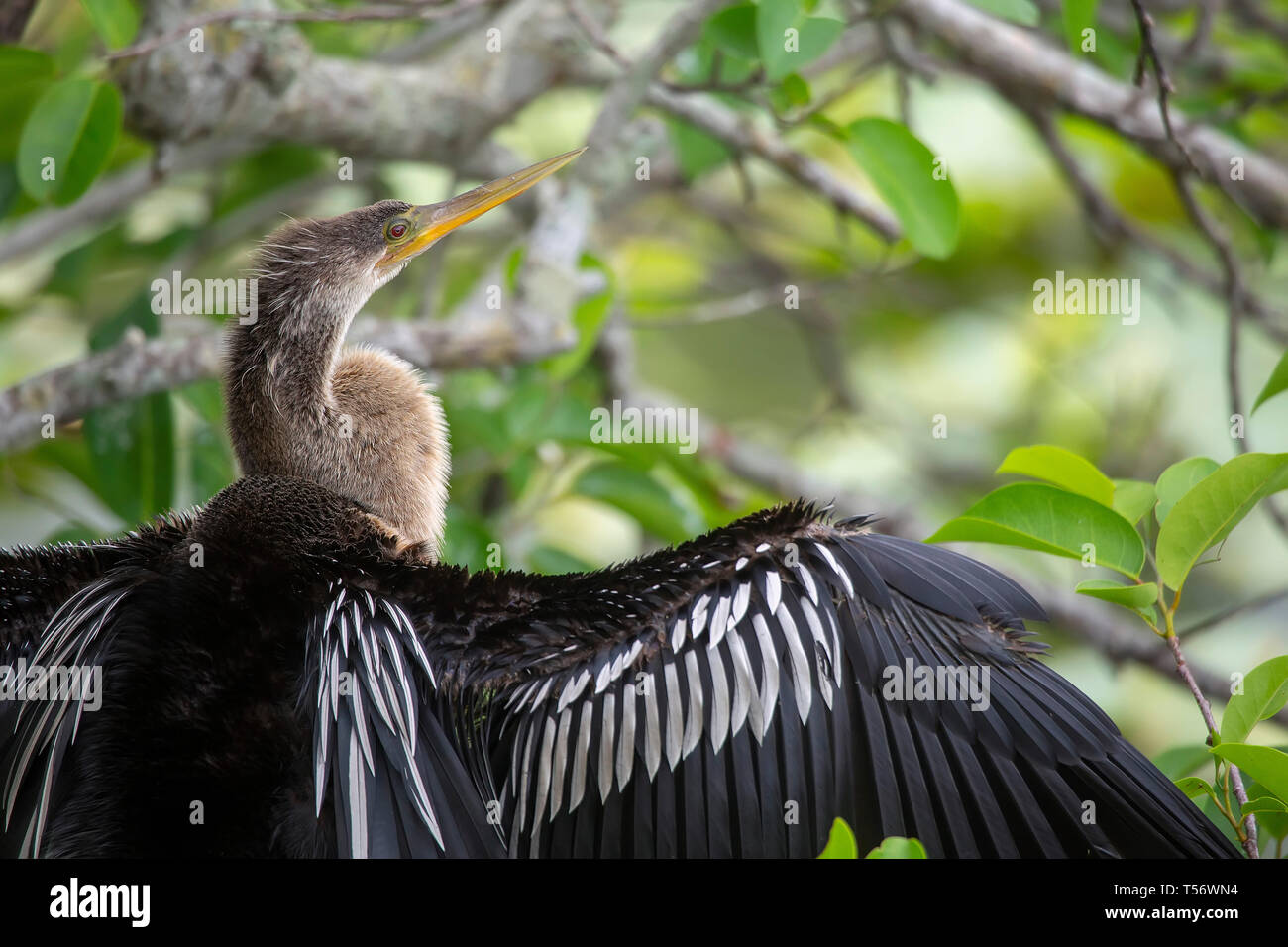 Closeup of a single juvenile Anhinga spreading its wing Stock Photo - Alamy