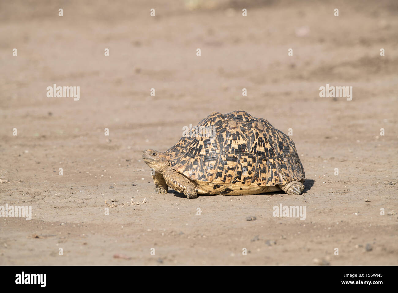 African leopard tortoise hi-res stock photography and images - Alamy