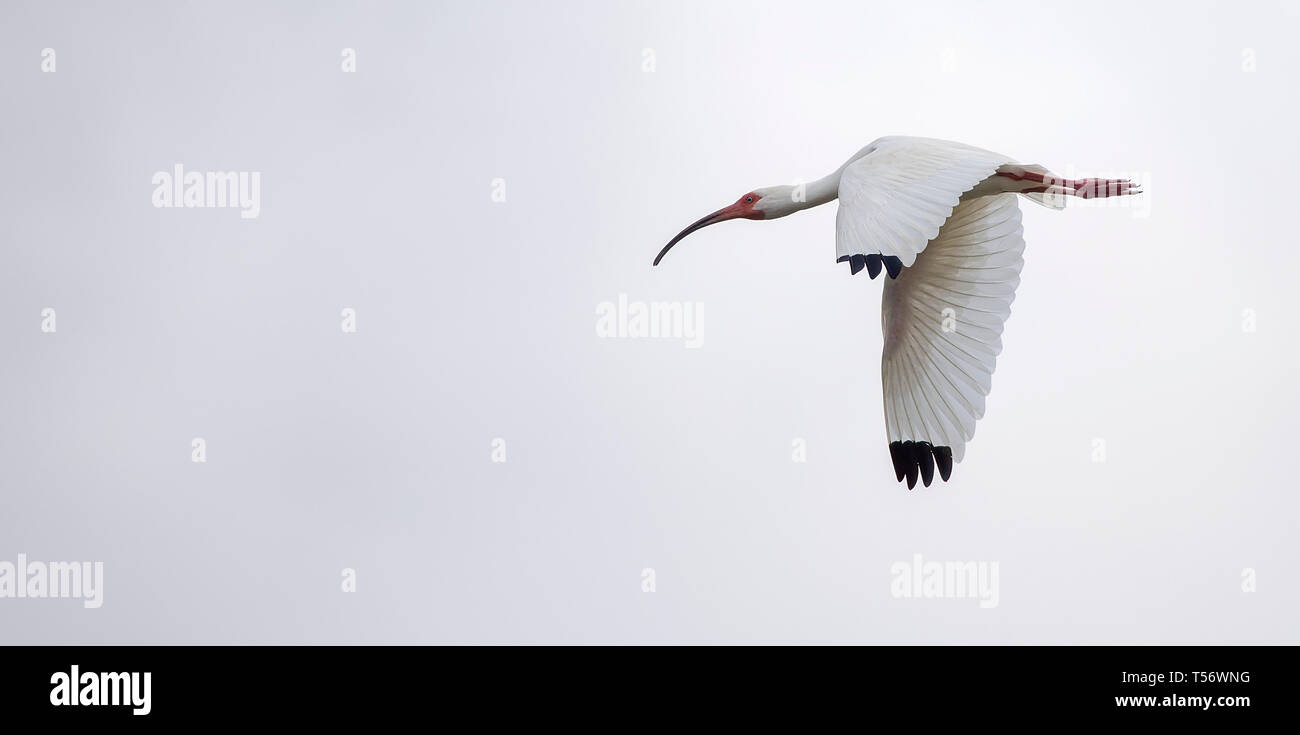 Closeup of a single American white ibis (Eudocimus albus) in flight ...