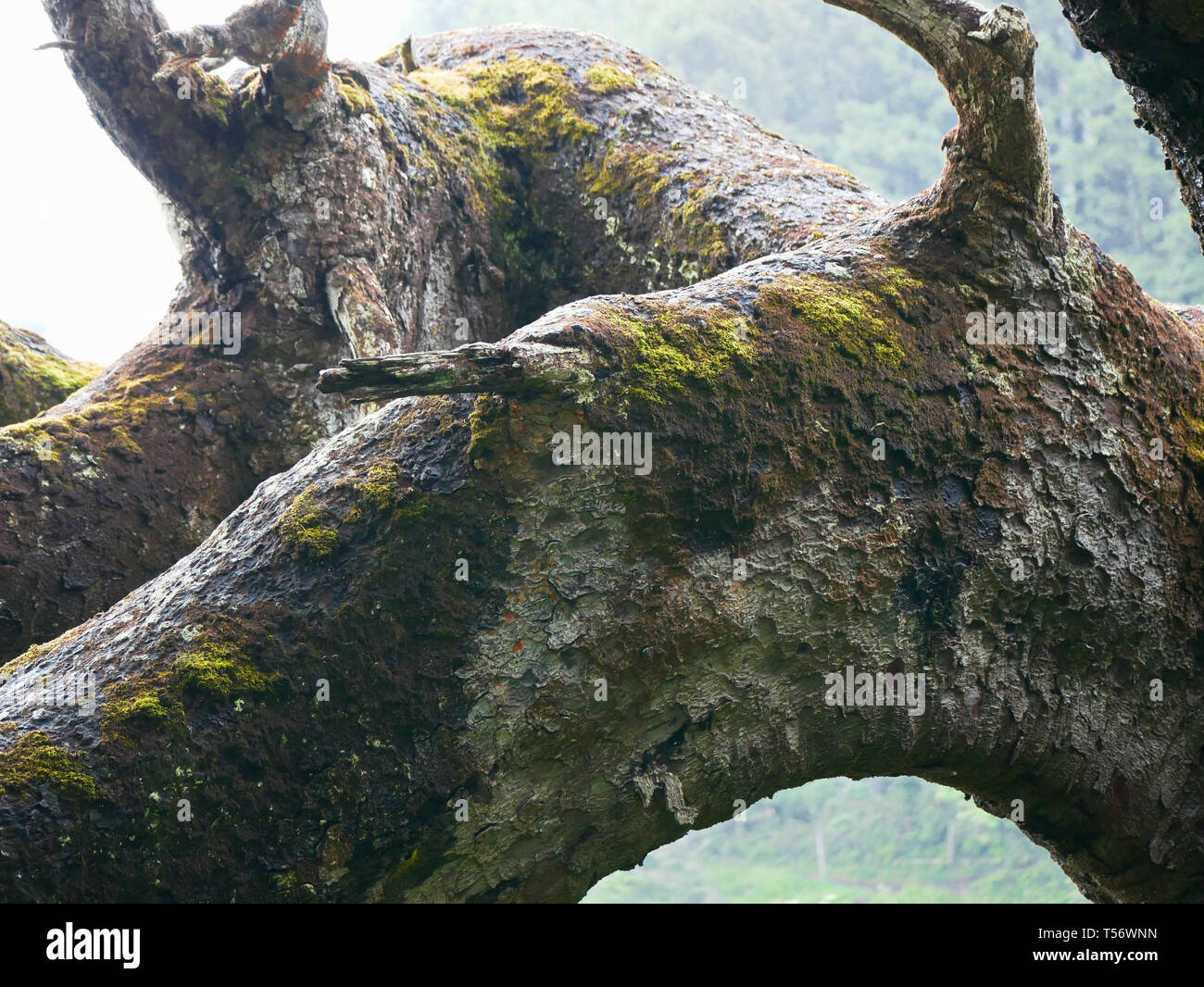Old growth tree hi-res stock photography and images - Alamy