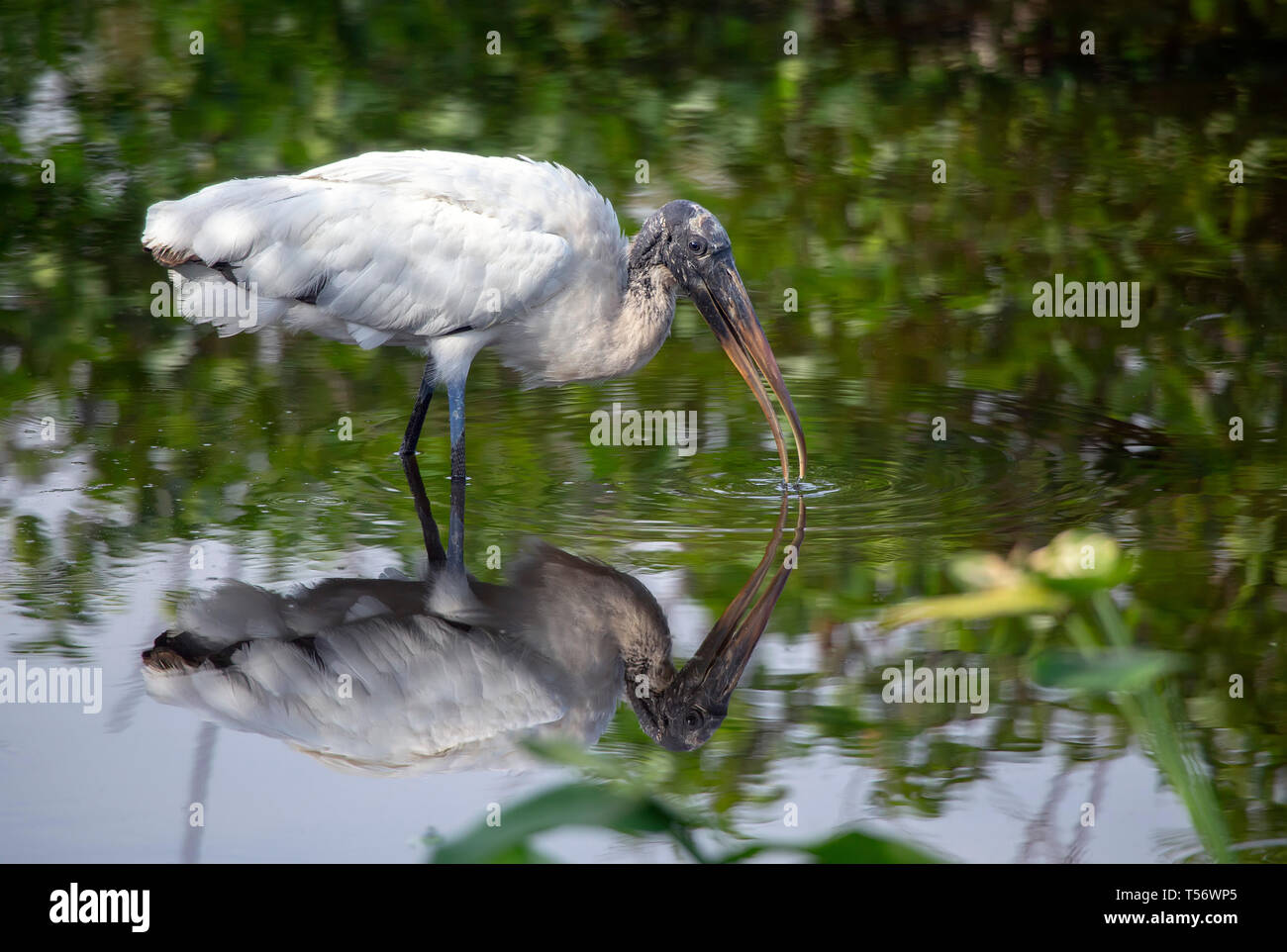 Closeup of a single wood stork (Mycteria americana) drinking from a ...