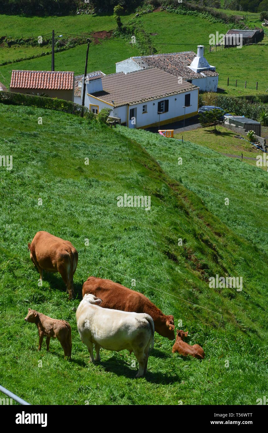 Traditional farms and houses in the small parish of Sao Pedro, in the ...