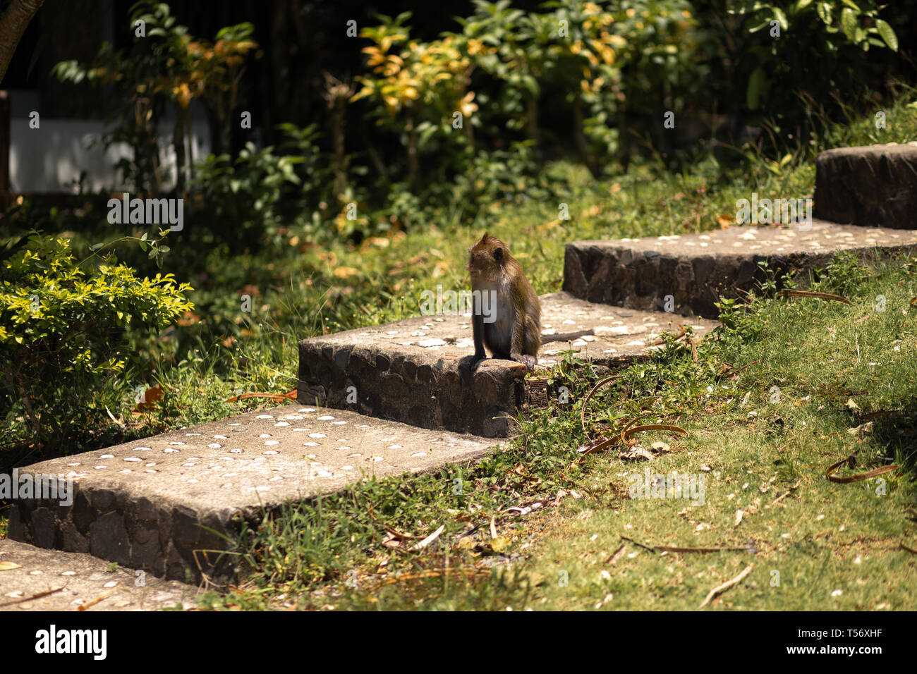Monkey sitting under palm trees on Ko Chang island in Thailand in April ...