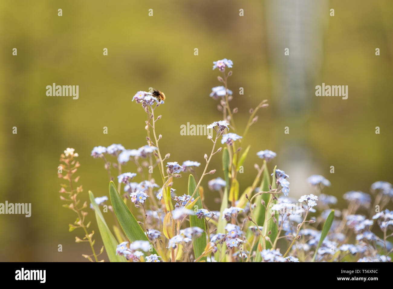 Bee Gathering Flower Pollen Flying Closeup on violet blue flowers ...