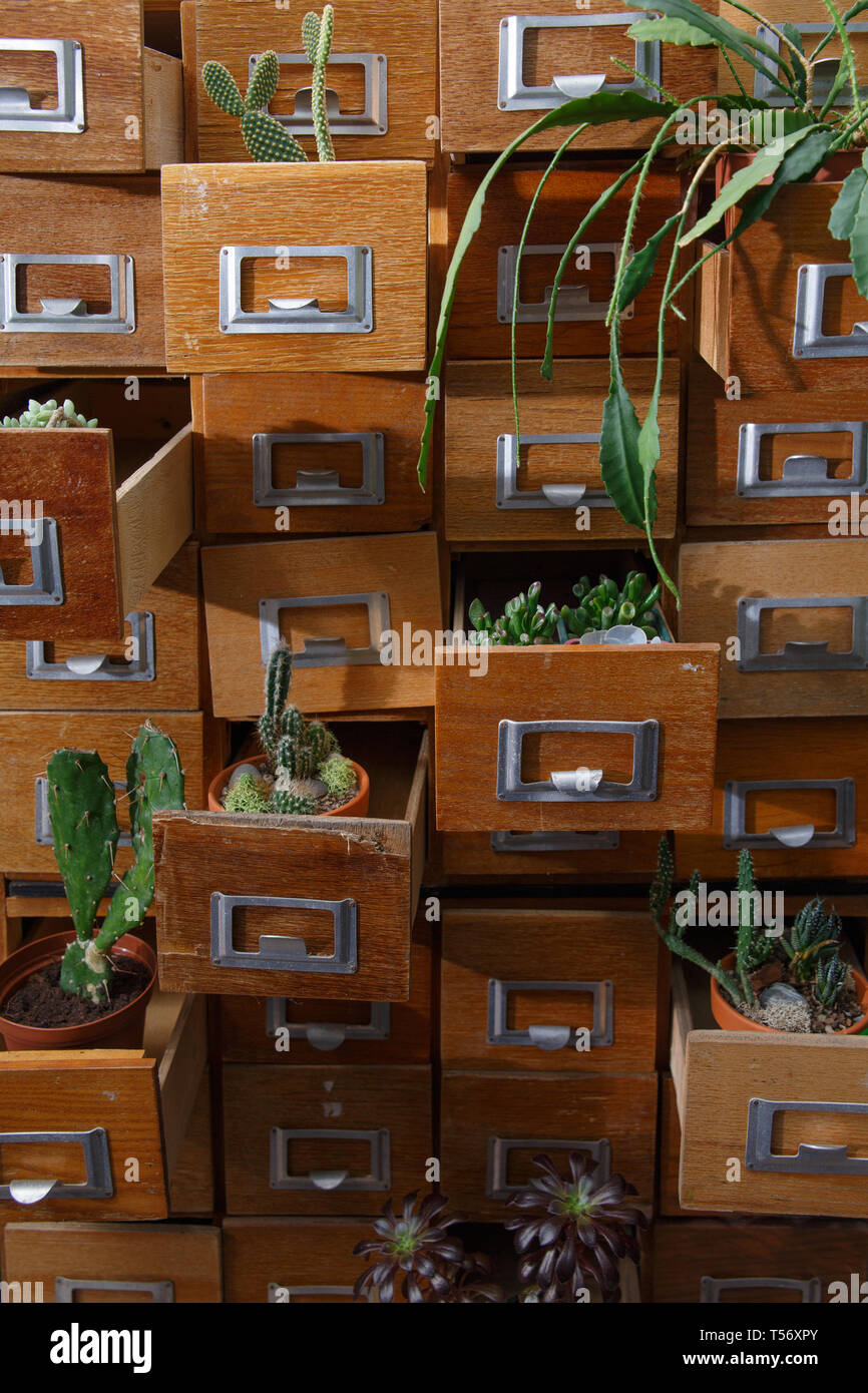 Collection of various cactus and succulent plants in vintage file ...