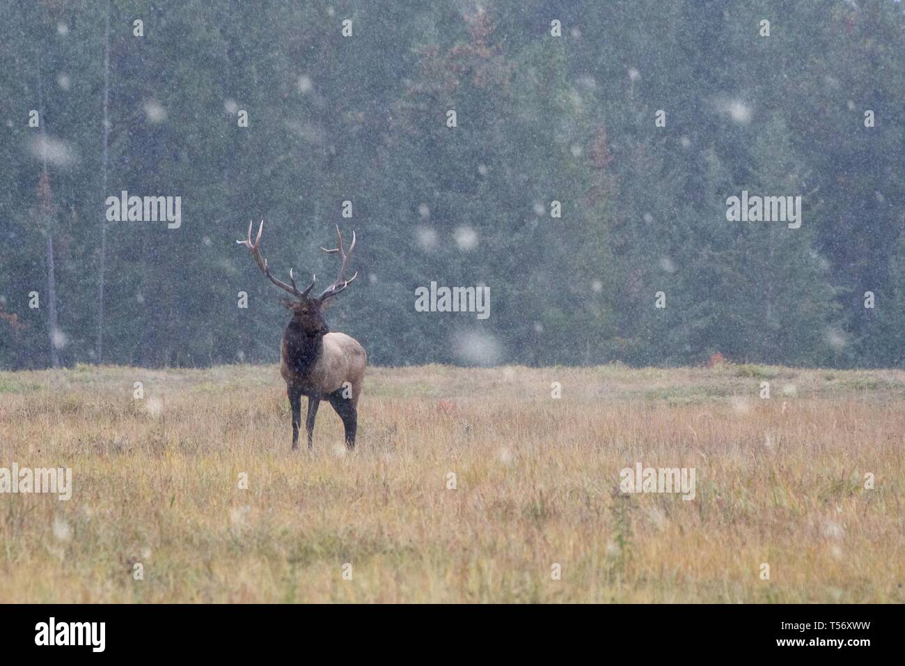 Elk in Banff National Park Stock Photo - Alamy