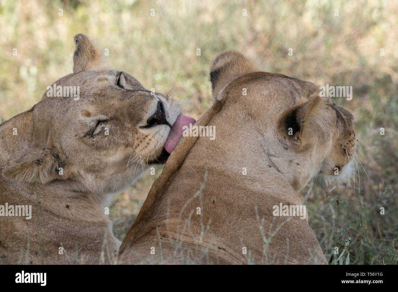 Washing the lions hi-res stock photography and images - Alamy