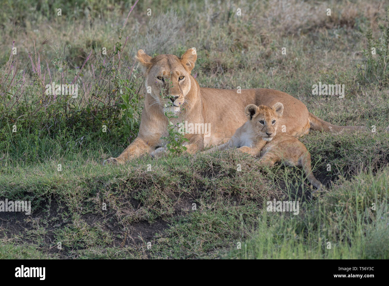 Lion cub resting with mother Stock Photo - Alamy