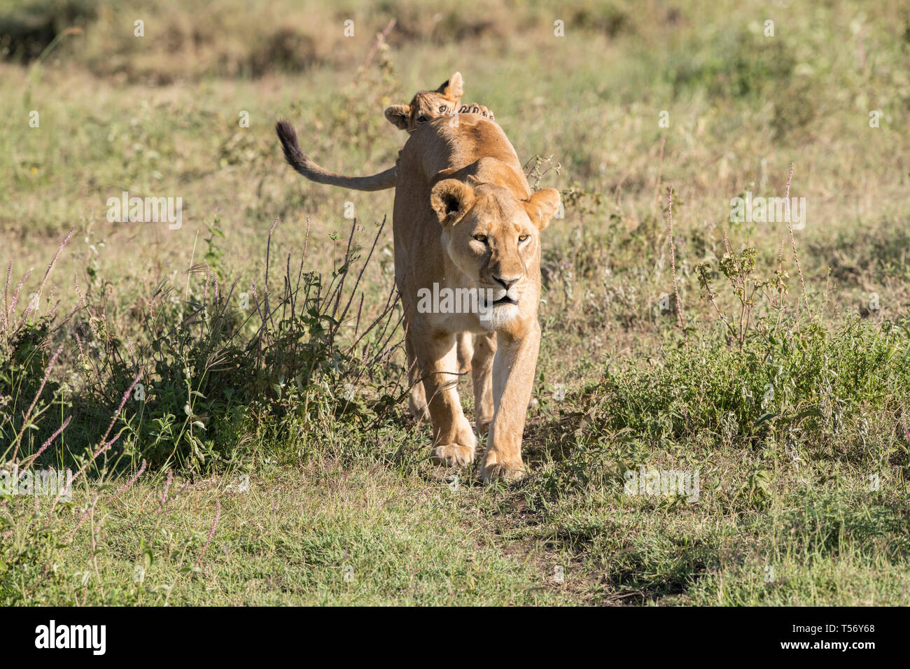 Lion Cub With Mom High Resolution Stock Photography and Images - Alamy