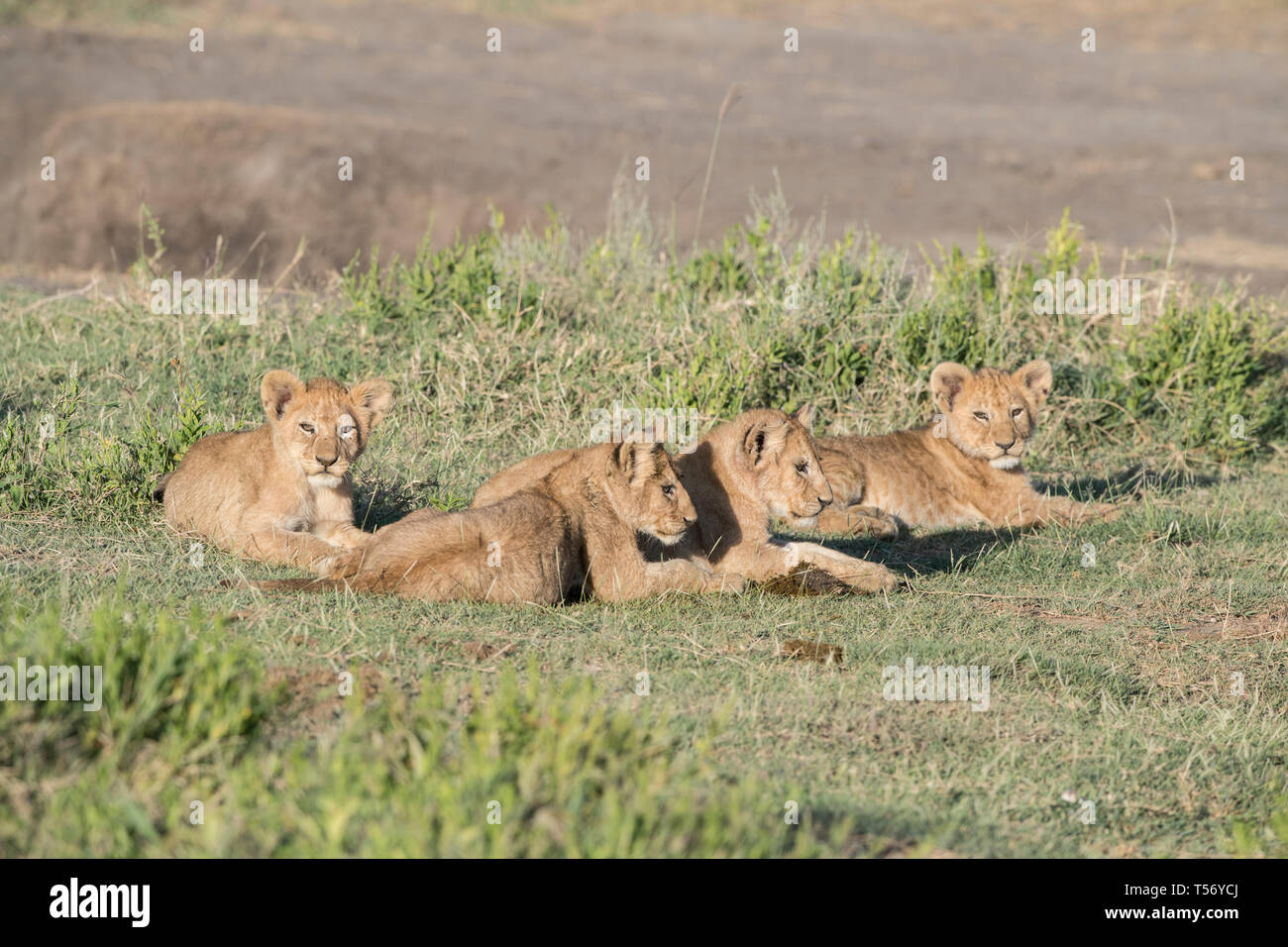 Four baby lions hi-res stock photography and images - Alamy