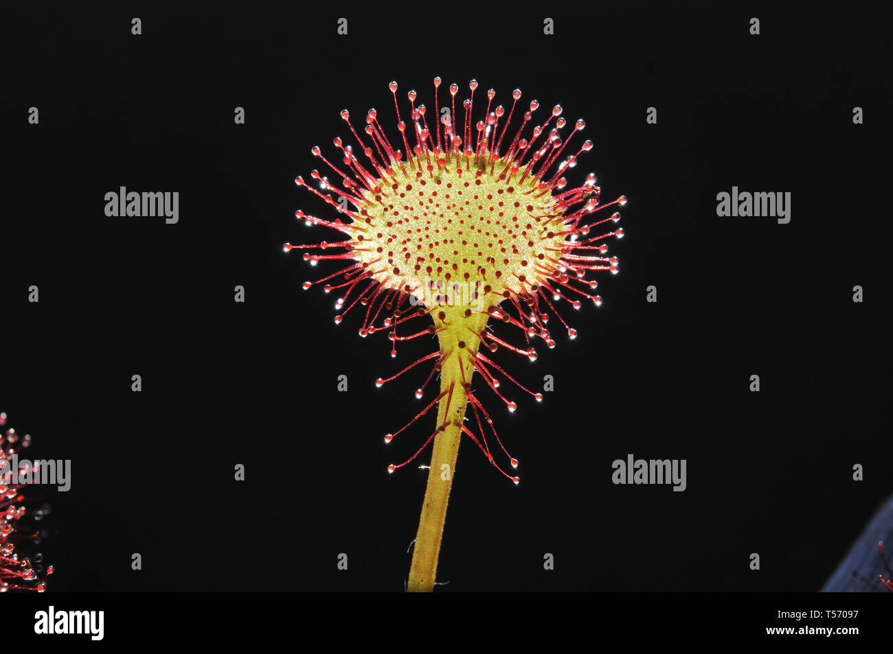 Drosera rotundifolia, round-leaf sundew Stock Photo - Alamy