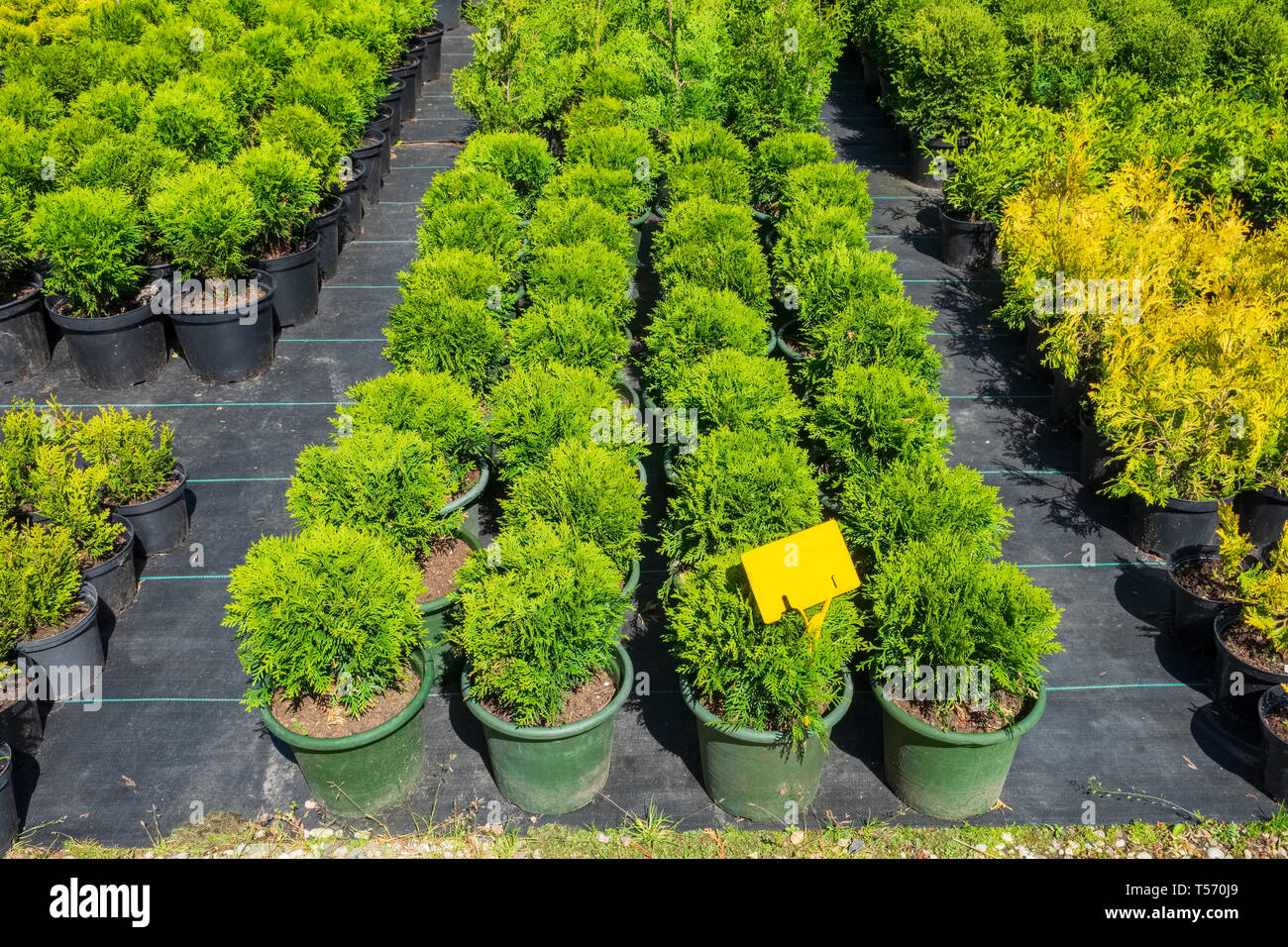 Thuja and cypresses potted plants for sale on tree farm Stock Photo - Alamy