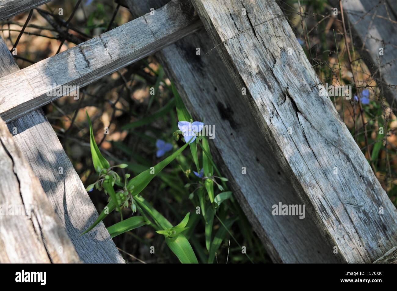 Pretty blue flower grows in an old pile of discarded wood Stock Photo ...