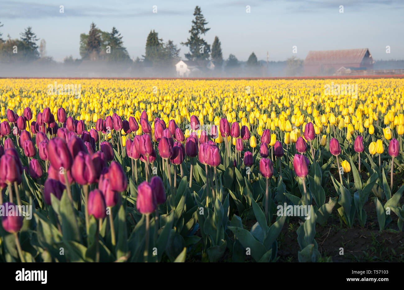 Morning tulip fields misty morning with barn. Purple and yellow spring ...