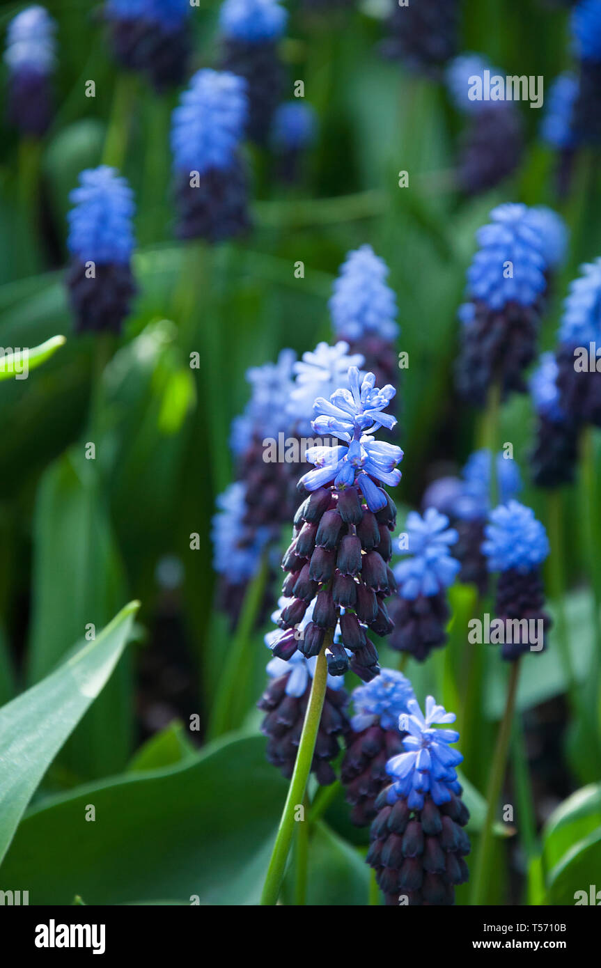 Rare grape hyacinth hi-res stock photography and images - Alamy