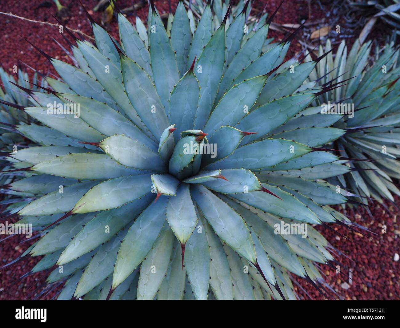 Red soil agave hi-res stock photography and images - Alamy