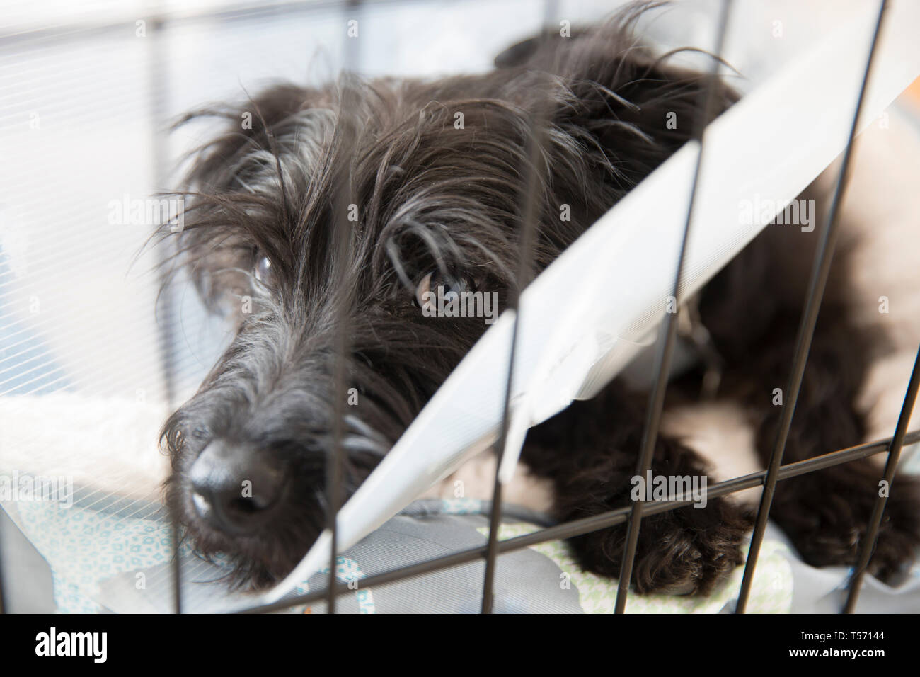 Miniature Schnauzer puppy wearing an e-collar Stock Photo - Alamy