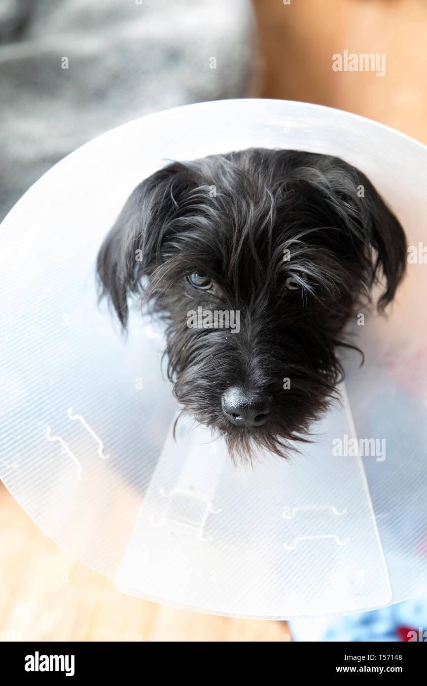 Miniature Schnauzer puppy wearing an e-collar Stock Photo - Alamy