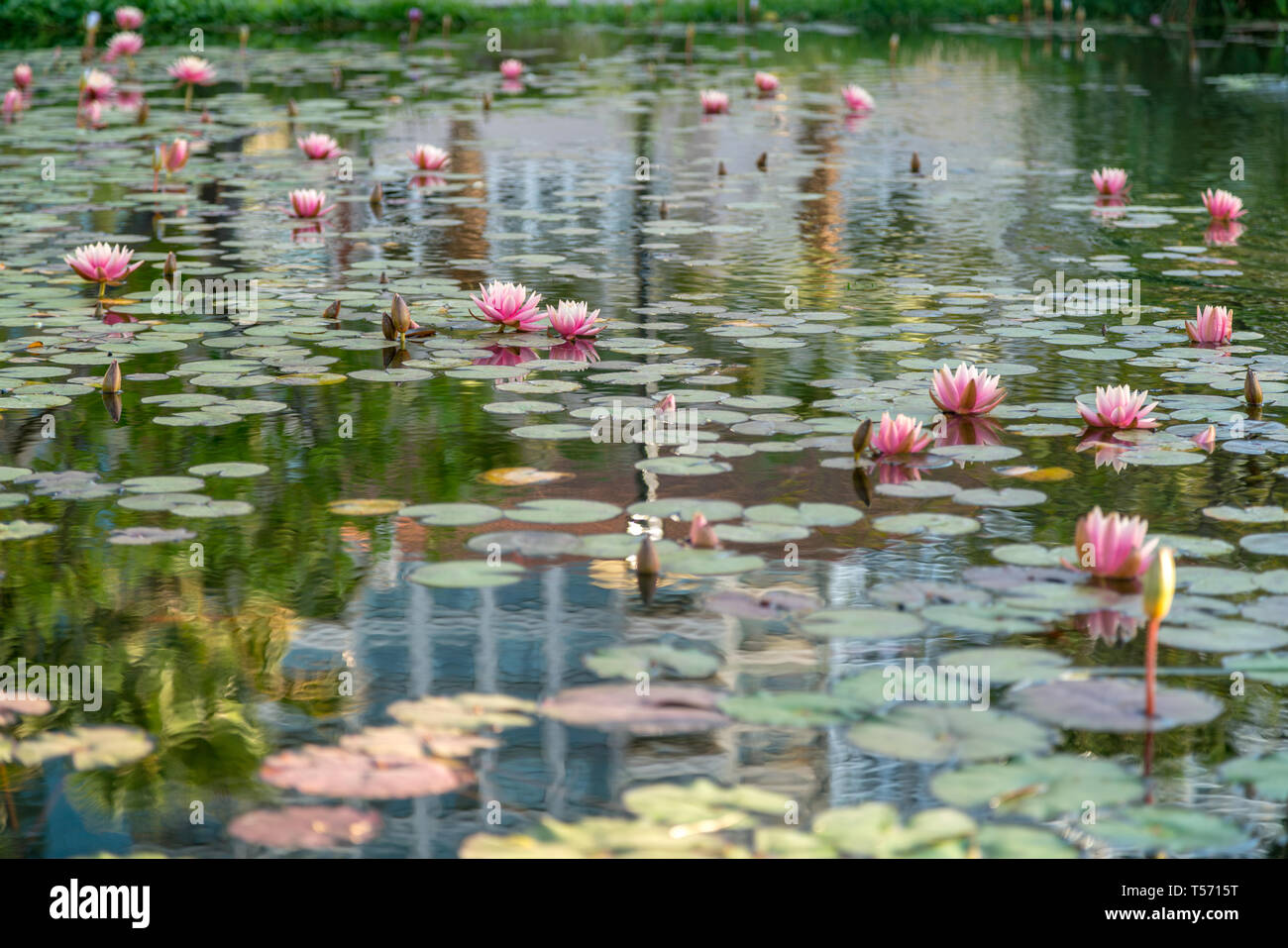 One stem multiple flowers hi-res stock photography and images - Alamy